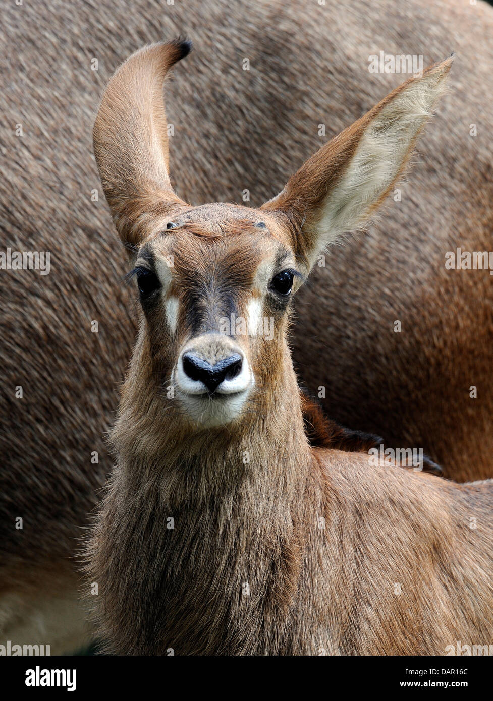 Four week old Roan Antelope "Larissa" explores the outdoor enclosure at ...