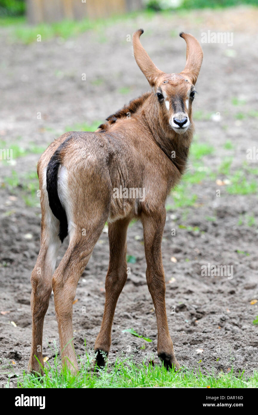 Four week old Roan Antelope "Larissa" explores the outdoor enclosure at ...
