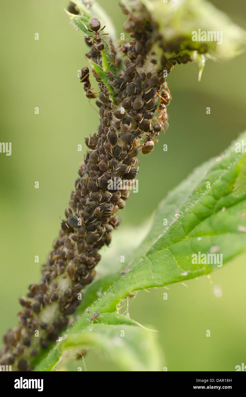 Black aphids sucking sap from plants, pest Hemiptera on globe thistle ...