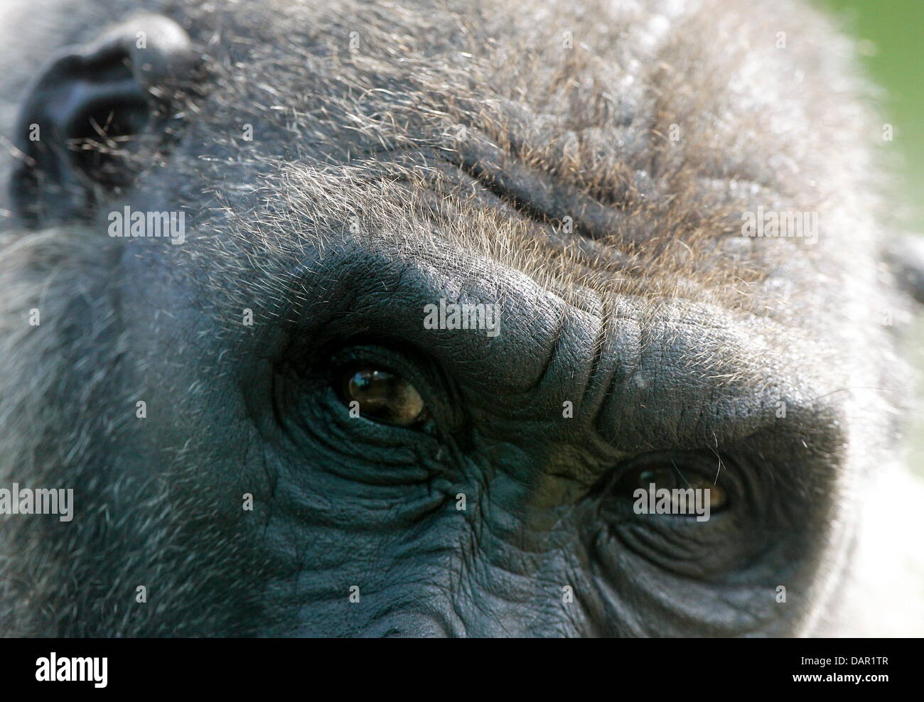 A gorilla looks into the camera at the Hellabrunn Zoo in Munich ...