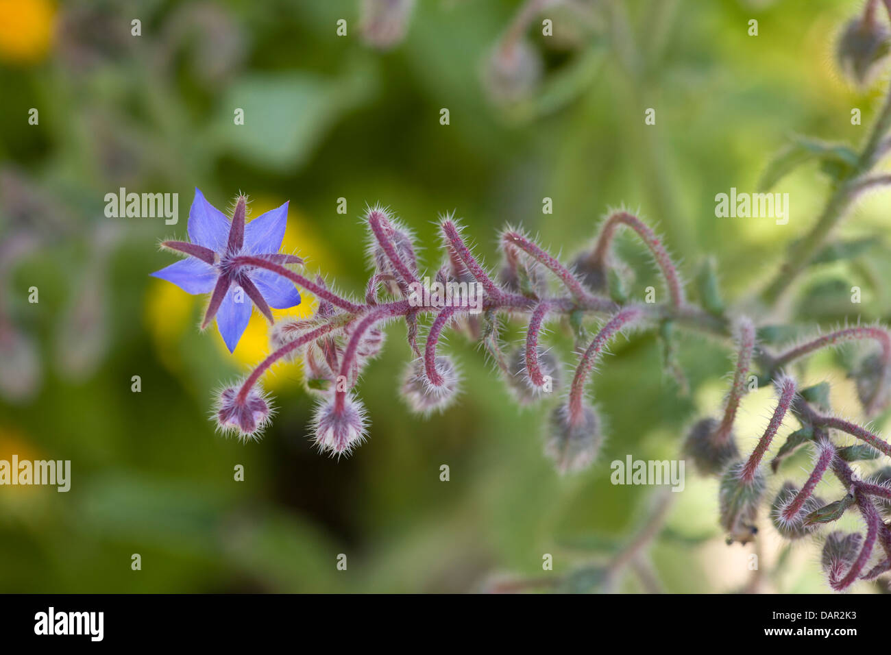 Borage Field Borago officinalis also known as starflower Stock Photo ...