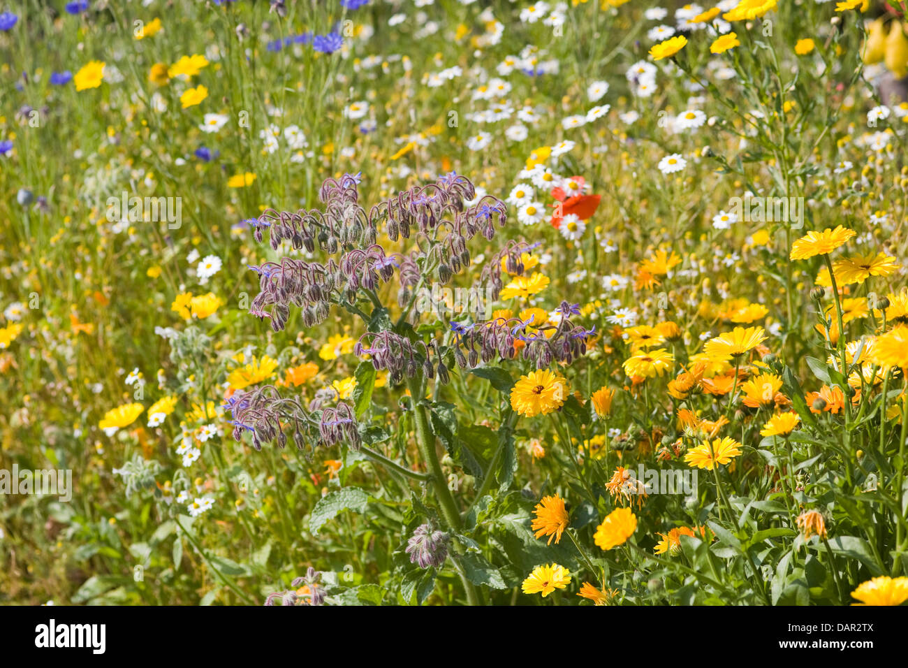 Man Made Wildflower meadow in England Stock Photo - Alamy