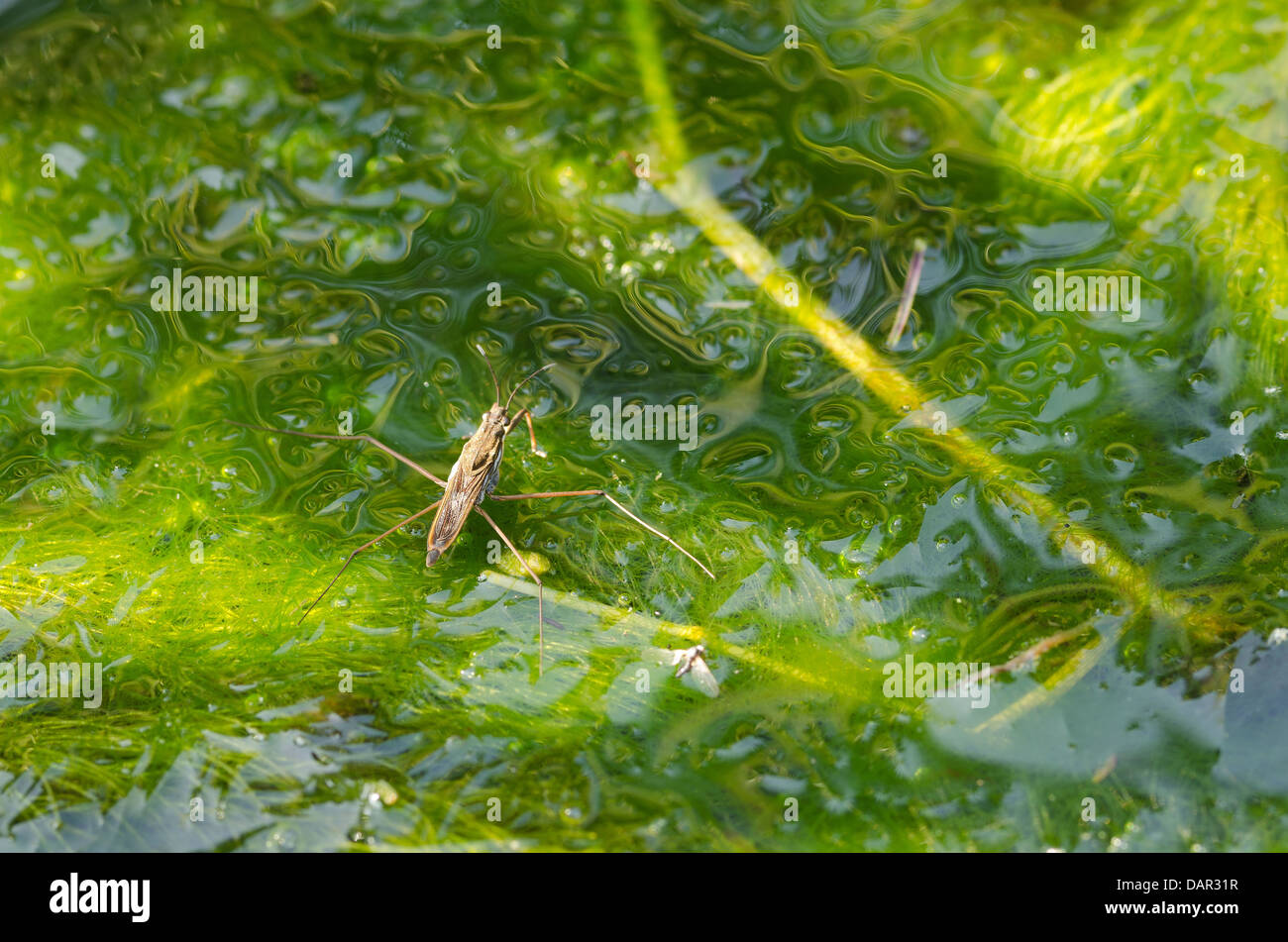 Greater pond skater strider waiting for prey on surface of pond wit ...