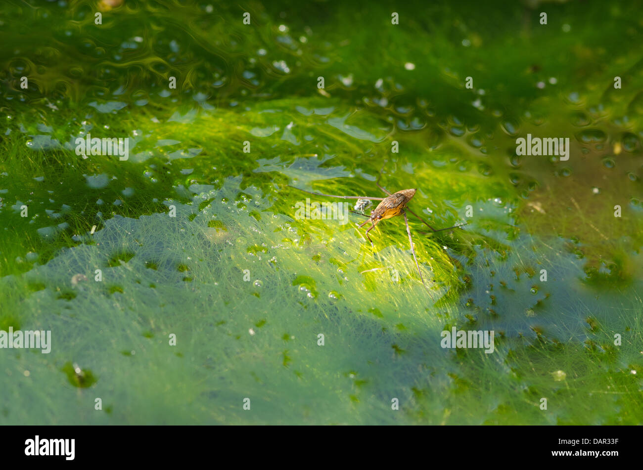Greater pond skater strider waiting for prey on surface of pond wit ...