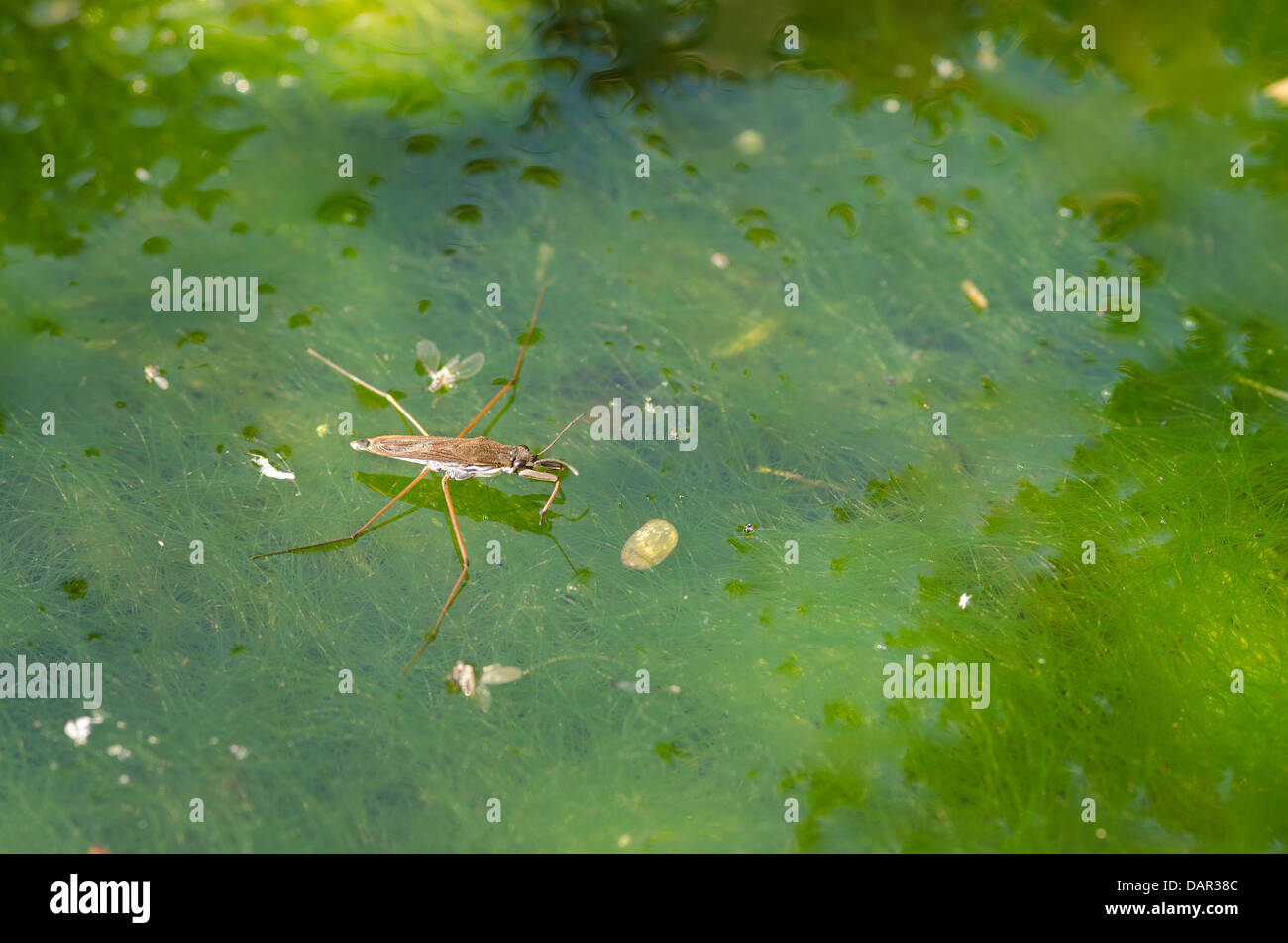 Greater pond skater strider waiting for prey on surface of pond wit ...