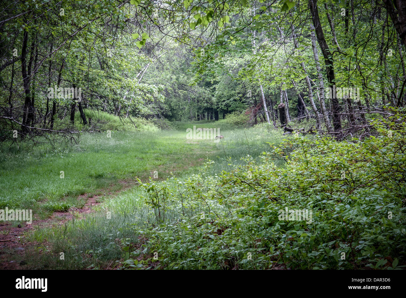 Pathwaymorning hi-res stock photography and images - Alamy