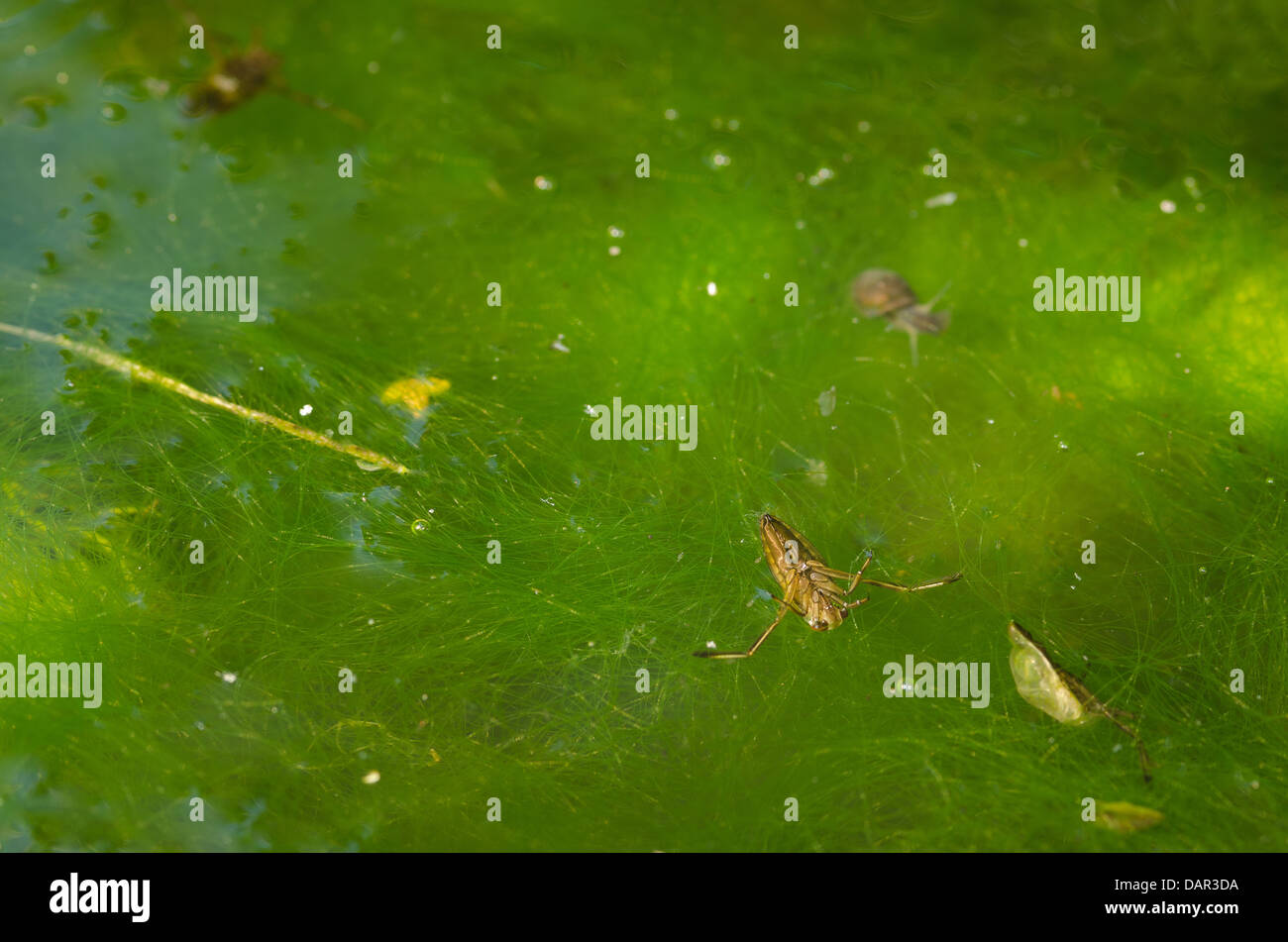 Surface tension swimmer hi-res stock photography and images - Alamy