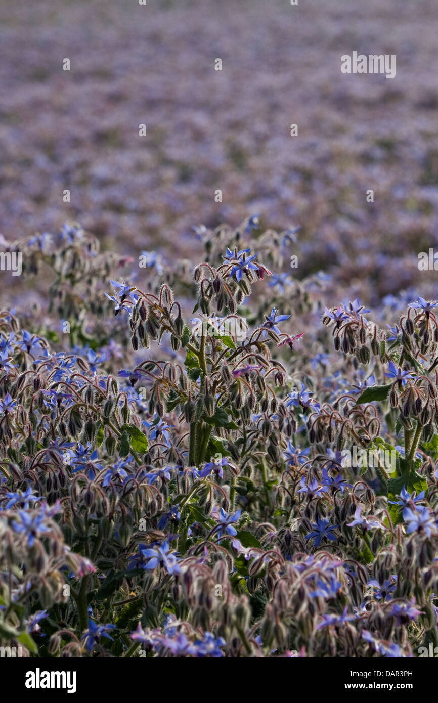 Borage Field Borago officinalis also known as starflower Stock Photo ...
