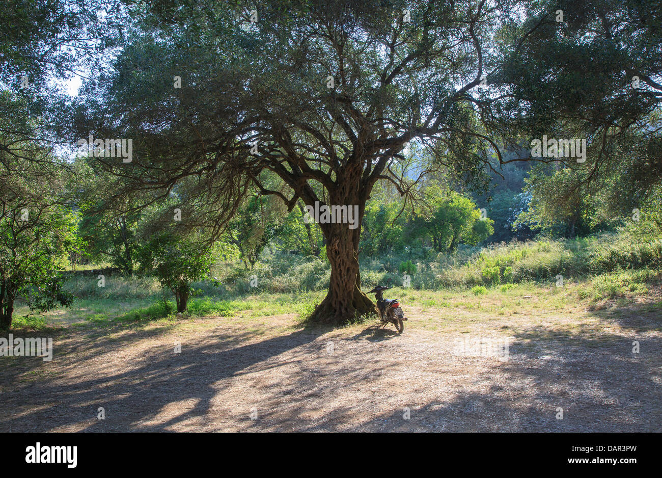 Old moped parked under Olive tree Stock Photo - Alamy