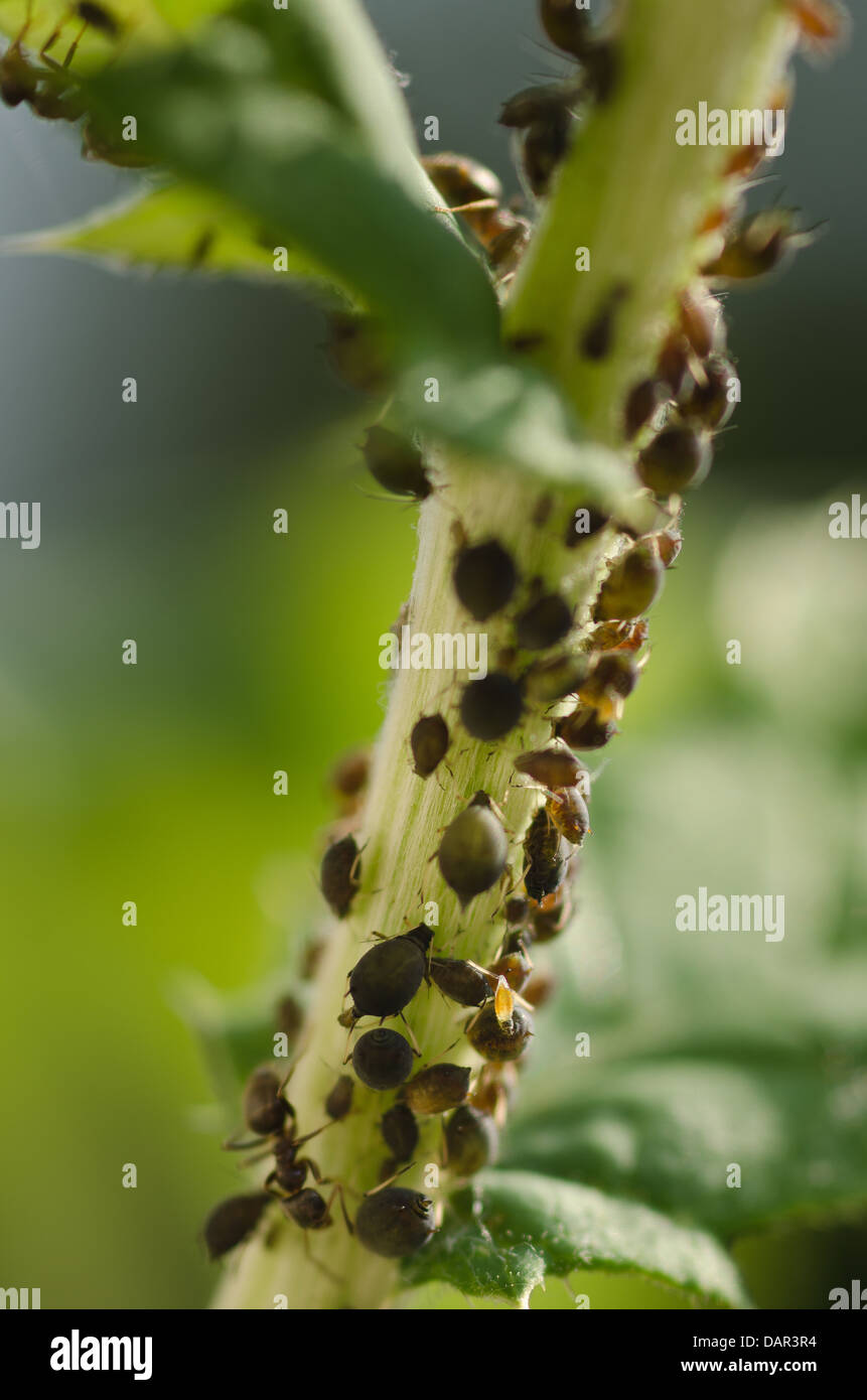 Black aphids sucking sap from plants hi-res stock photography and ...