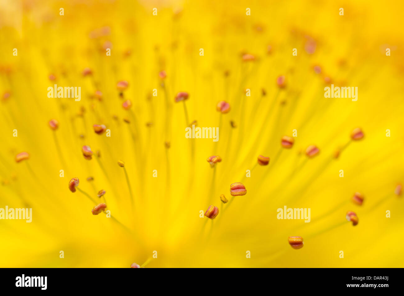 Radiating flower filaments hi-res stock photography and images - Alamy