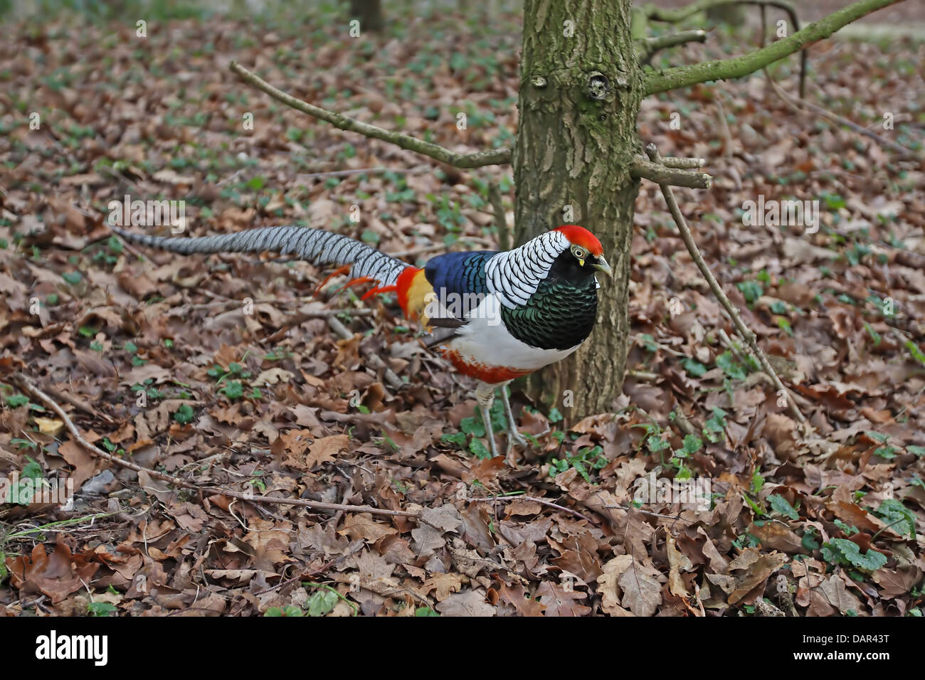 Lady Amherst's Pheasant (Chrysolophus amherstiae) with some Golden ...