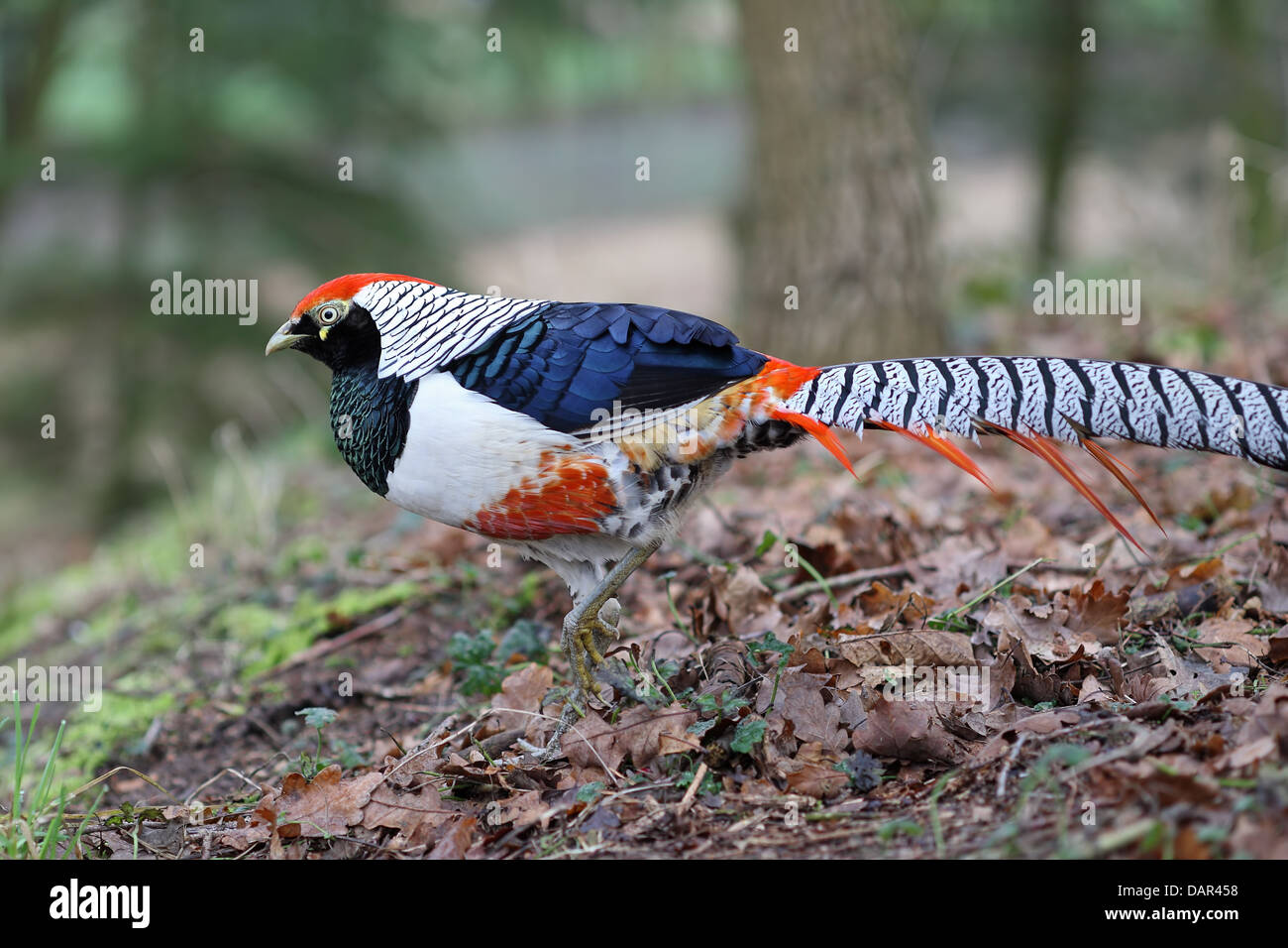 Lady Amherst's Pheasant (Chrysolophus amherstiae Stock Photo - Alamy
