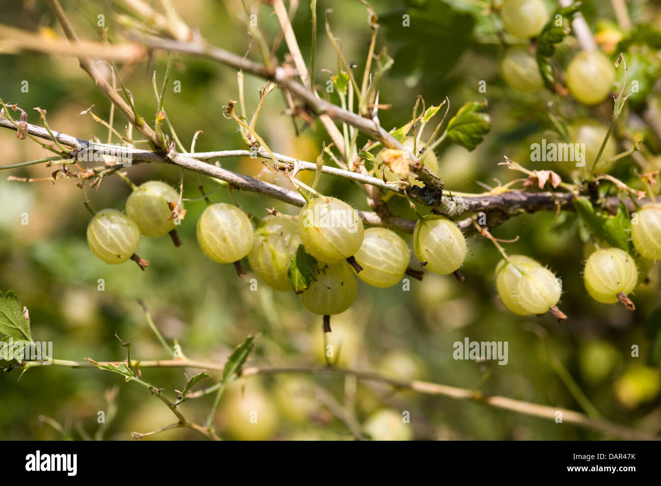 Keepsake Gooseberry Bush Ribes uva-crispa Ribes grossularia Stock Photo ...