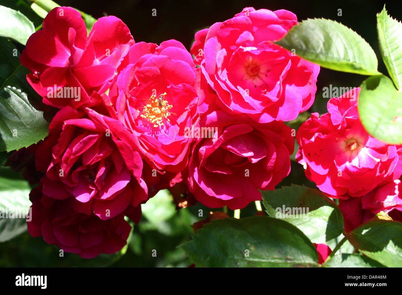 Red Roses Bunch Stock Photo - Alamy