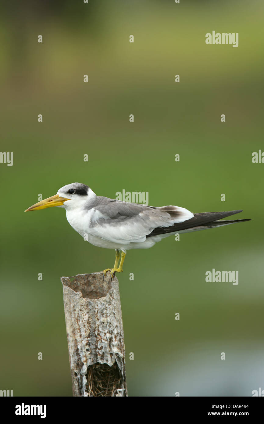 Large-billed Tern Phaetusa simplex Stock Photo - Alamy