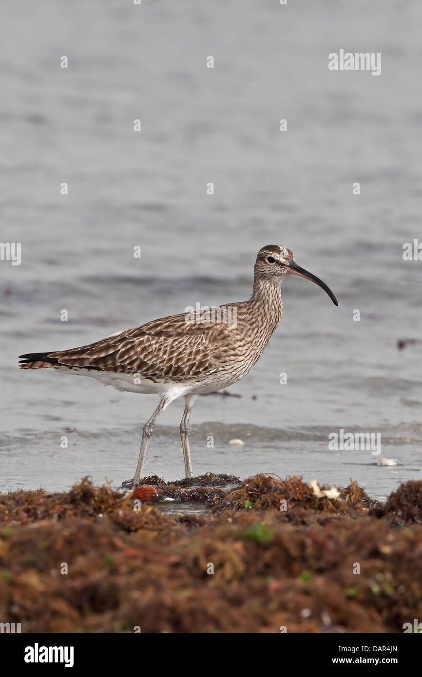 Whimbrel (Numenius phaeopus Stock Photo - Alamy