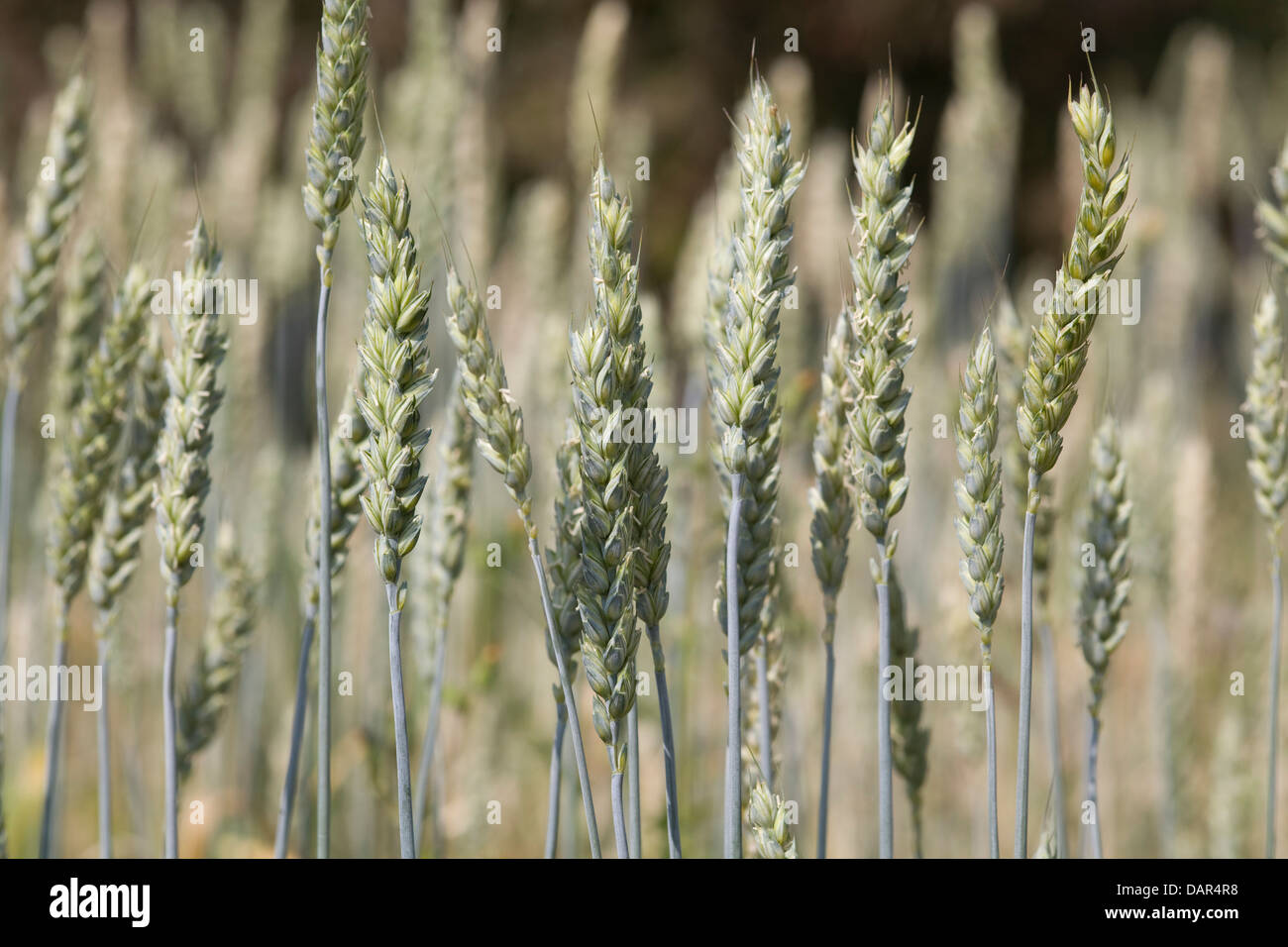 Wheat crop field in the English Countryside Stock Photo - Alamy