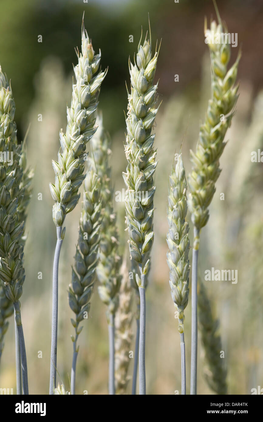 Wheat crop field in the English Countryside Stock Photo - Alamy