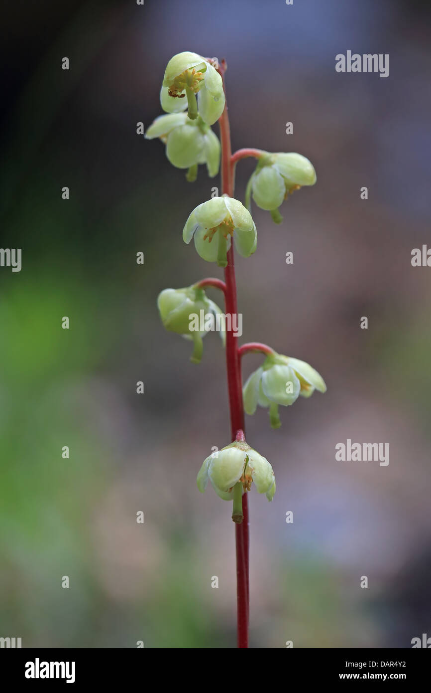 Pale-green Wintergreen (Pyrola chlorantha Stock Photo - Alamy