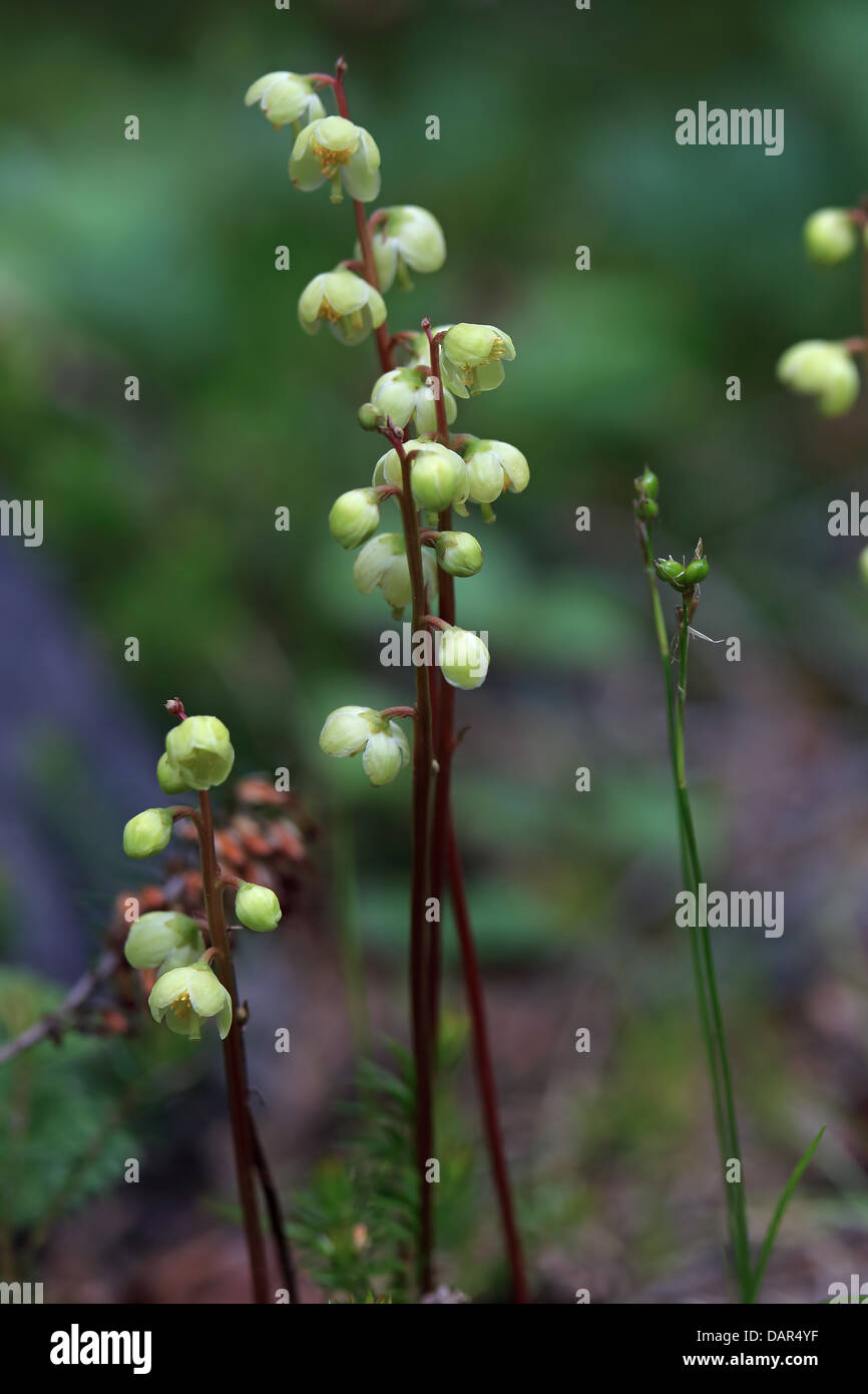 Pale-green Wintergreen (Pyrola chlorantha Stock Photo - Alamy