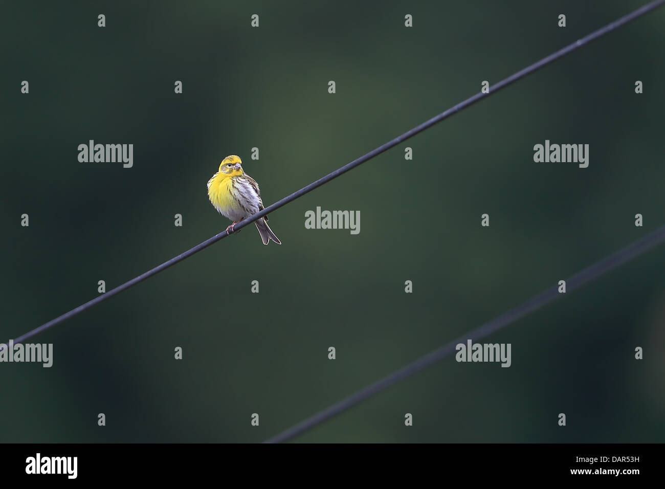 Serin (Serinus serinus Stock Photo - Alamy