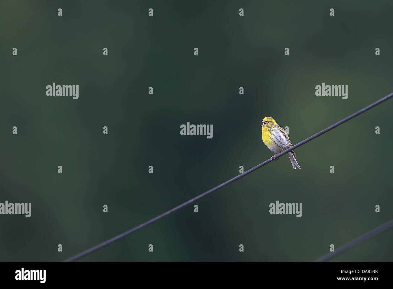 Serins hi-res stock photography and images - Alamy