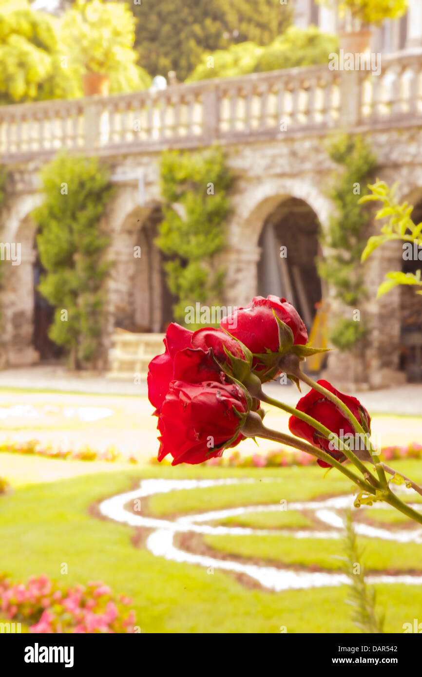Red roses in garden daytime hi-res stock photography and images - Alamy