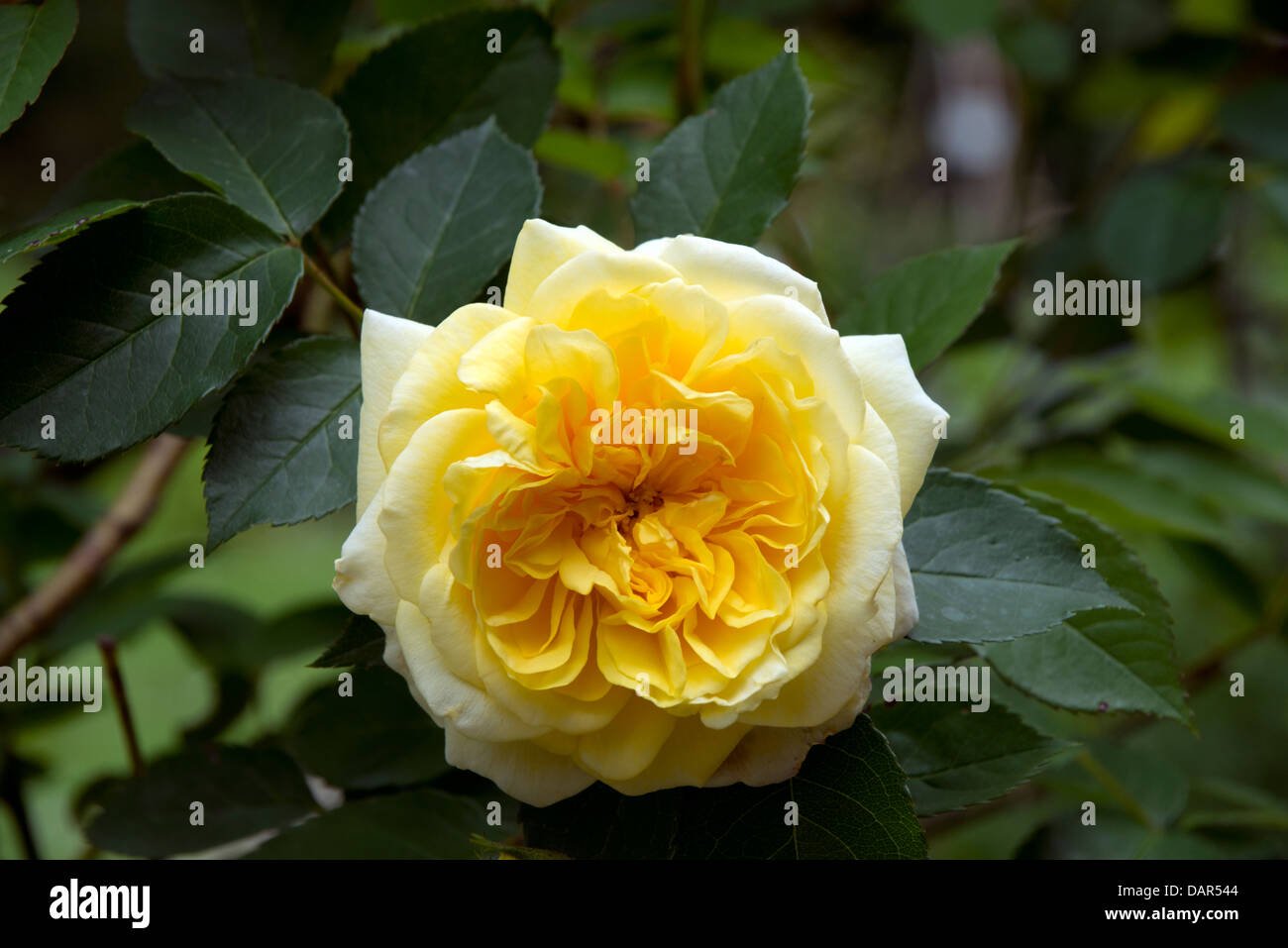 Yellow English rose on leafy background Stock Photo - Alamy