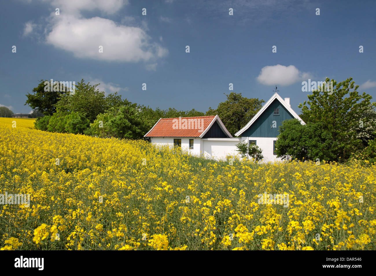 Yellow rape field and farmhouses in Melsted on Bornholm, Denmark Stock ...