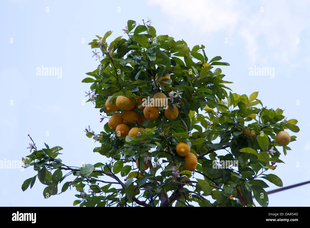 Lemon tree with Lemons Stock Photo - Alamy