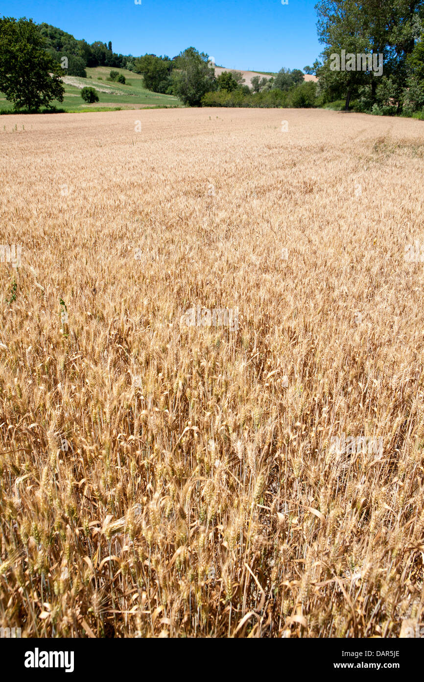 Tonco hi-res stock photography and images - Alamy