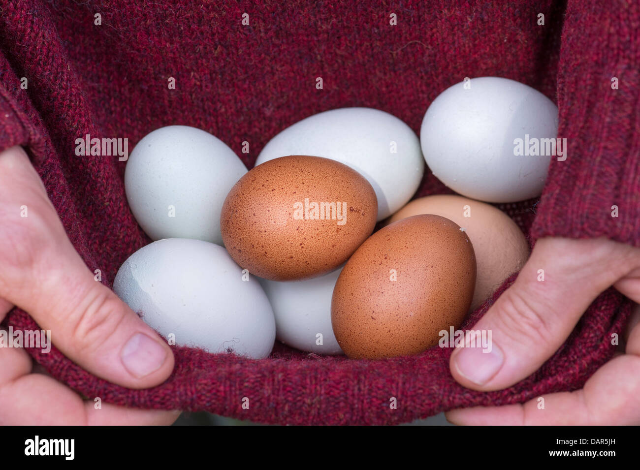 Hand collecting eggs hi-res stock photography and images - Alamy