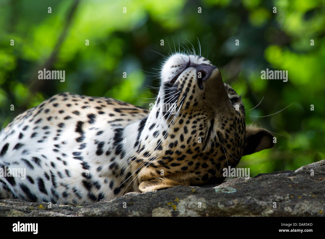 Sri Lankan leopard cub lying on a rock face/head up sleeping (Panthera ...