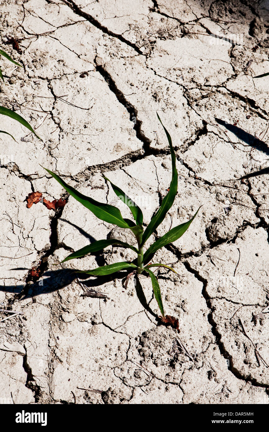 Clods of ground hi-res stock photography and images - Alamy