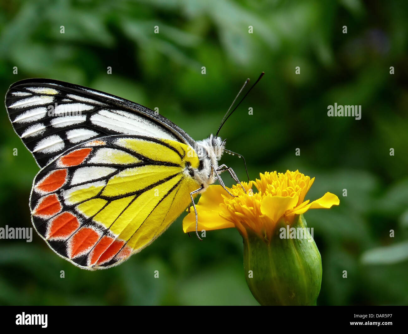A butterfly, a delicate insect with colorful wings, is a symbol of ...
