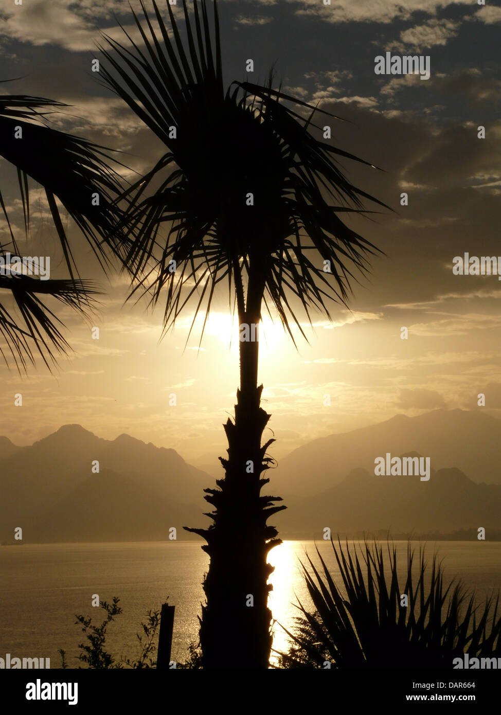 Beauty palm trees in antalya hi-res stock photography and images - Alamy
