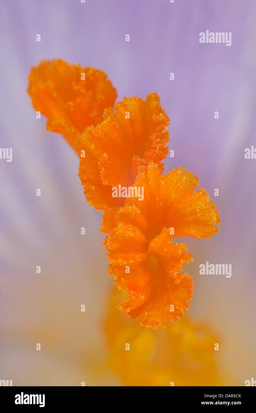 A macro shot of a flower showing the detailed structure of the stamen ...