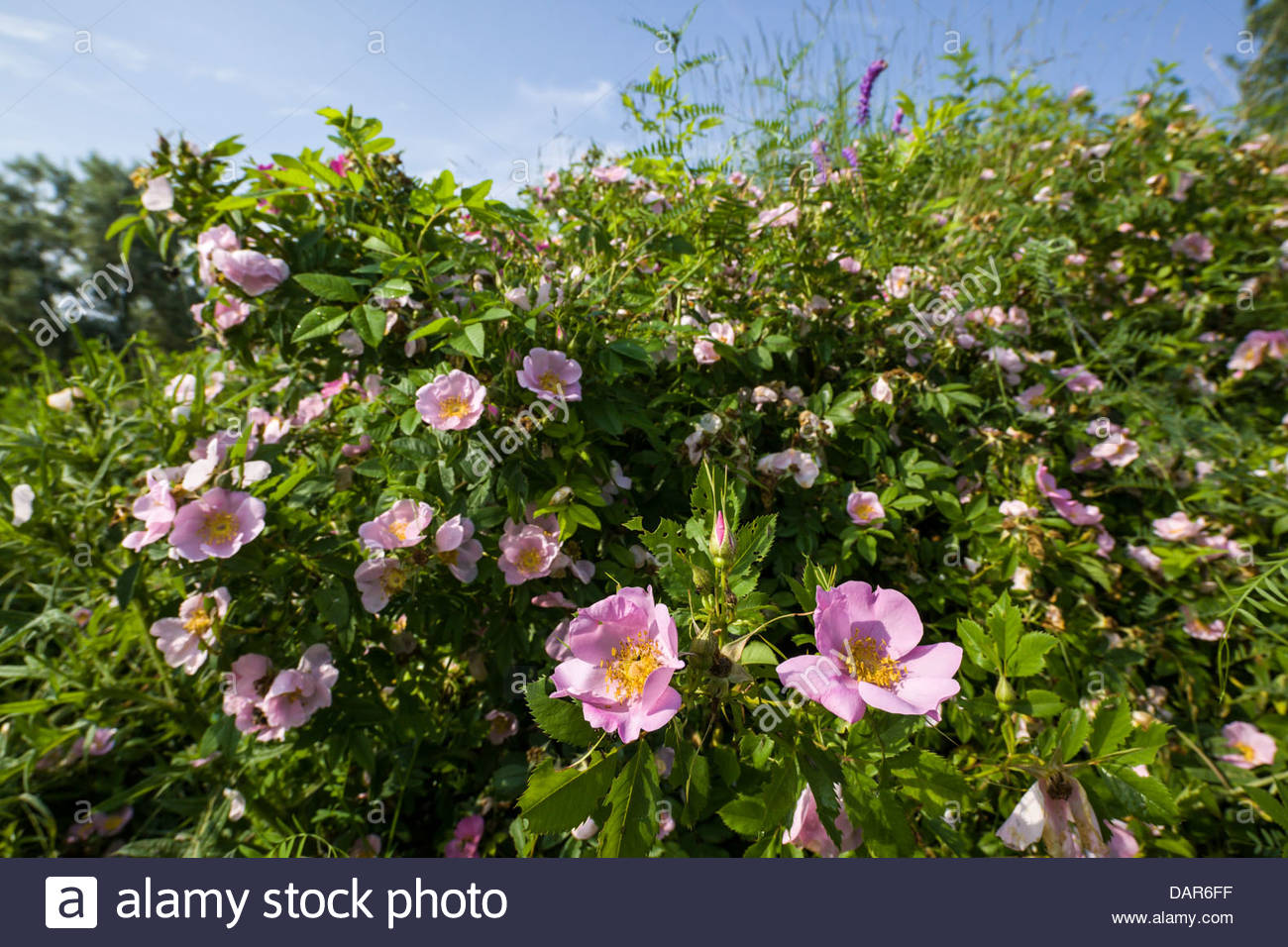 Carolina Rose Rosa Carolina In High Resolution Stock Photography and ...