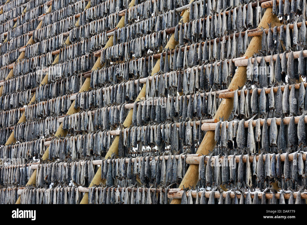 Atlantic cod (Gadus morhua) drying as stockfish on wooden racks / hjell ...