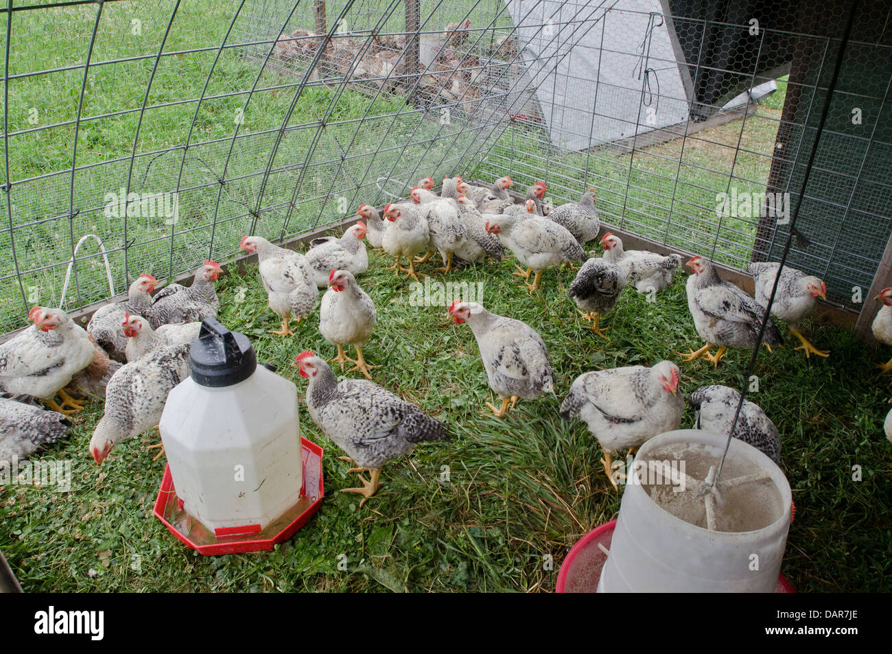 Broiler chickens hi-res stock photography and images - Alamy