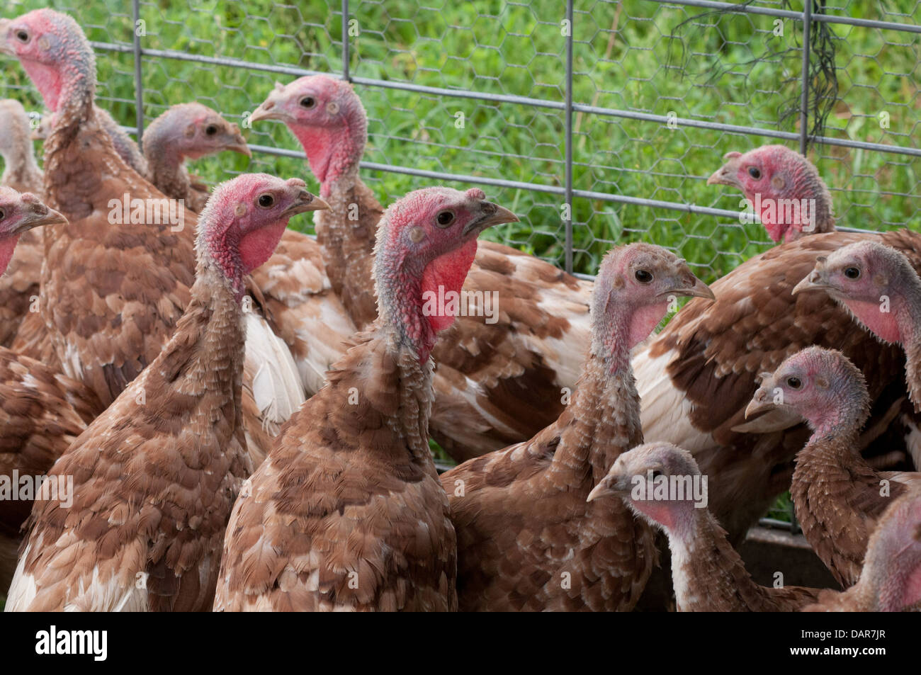 Poultry production america hi-res stock photography and images - Alamy
