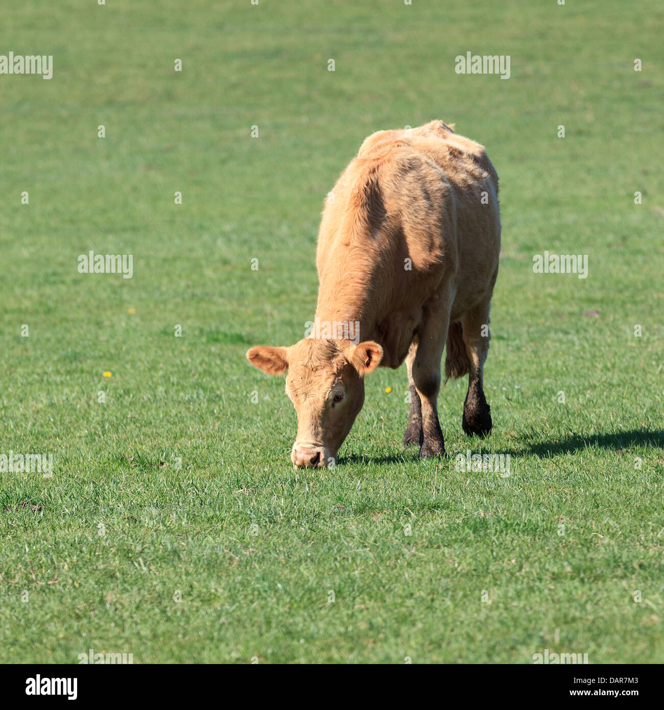 Cow shepherd hi-res stock photography and images - Alamy