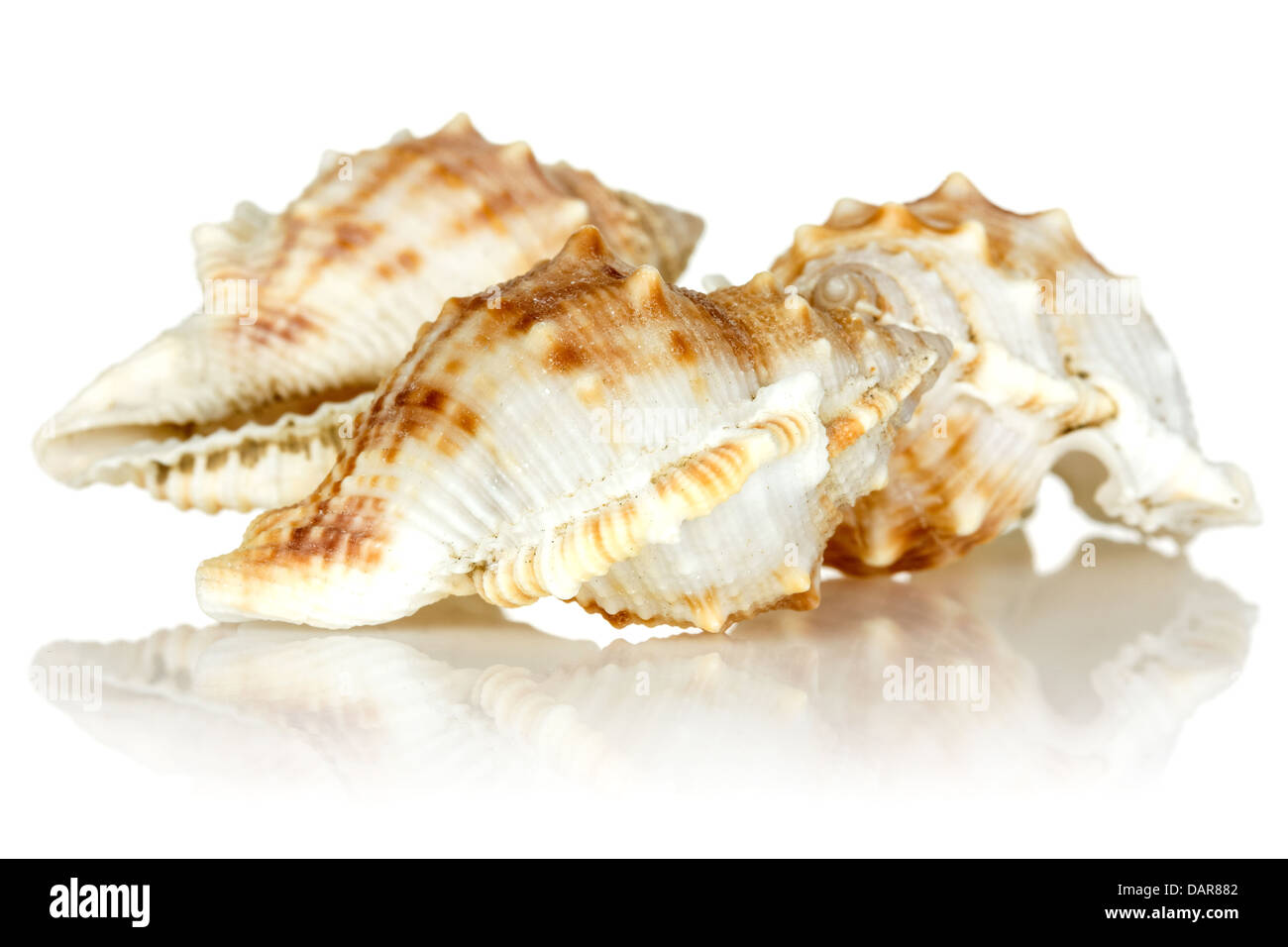Sea shells with reflection on white background Stock Photo - Alamy