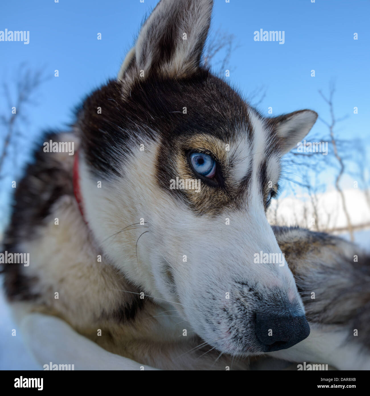Siberian Husky, close-up portrait, Sweden Stock Photo - Alamy