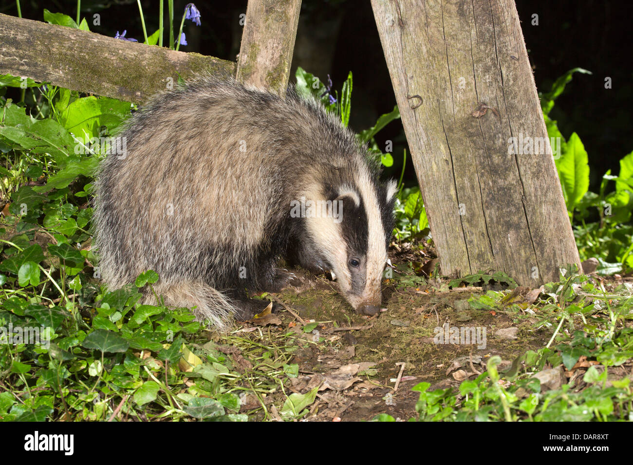 Badger; Meles meles; UK Stock Photo - Alamy