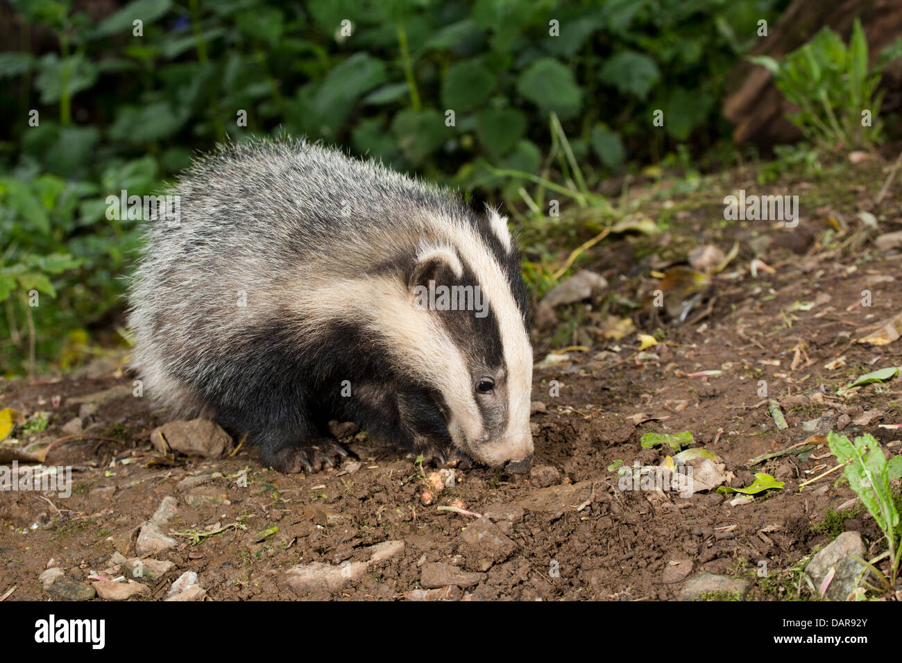 Badger Cub; Meles meles; UK Stock Photo - Alamy