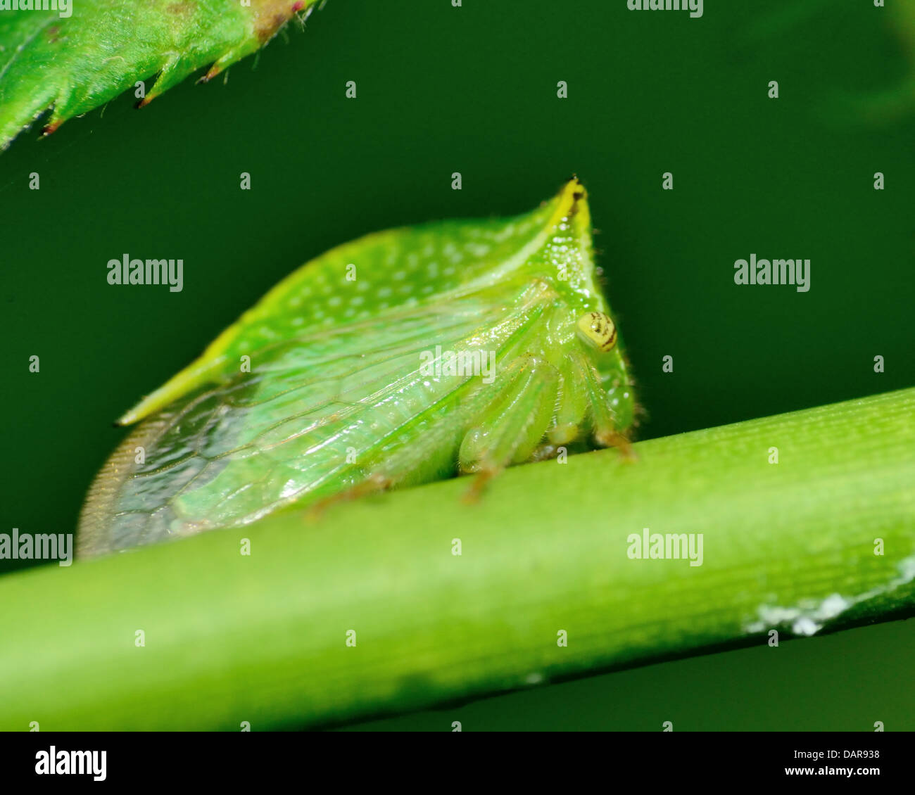 Macro shot of a Leafhopper insect perched on a green plant leaf Stock ...