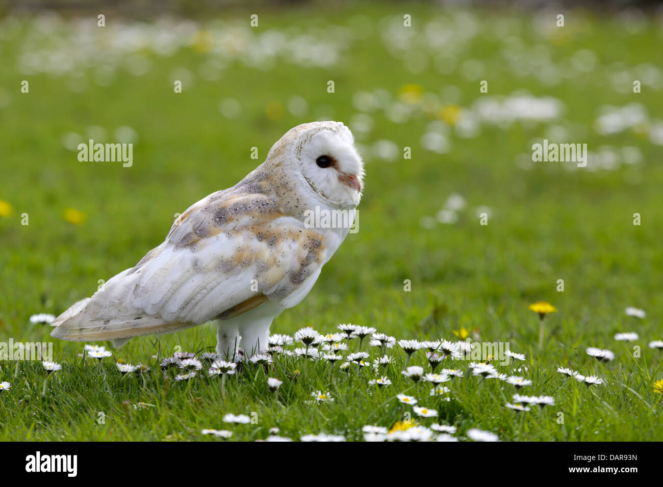 Barn Owl; Tyto Alba; With Daisies; UK Stock Photo - Alamy