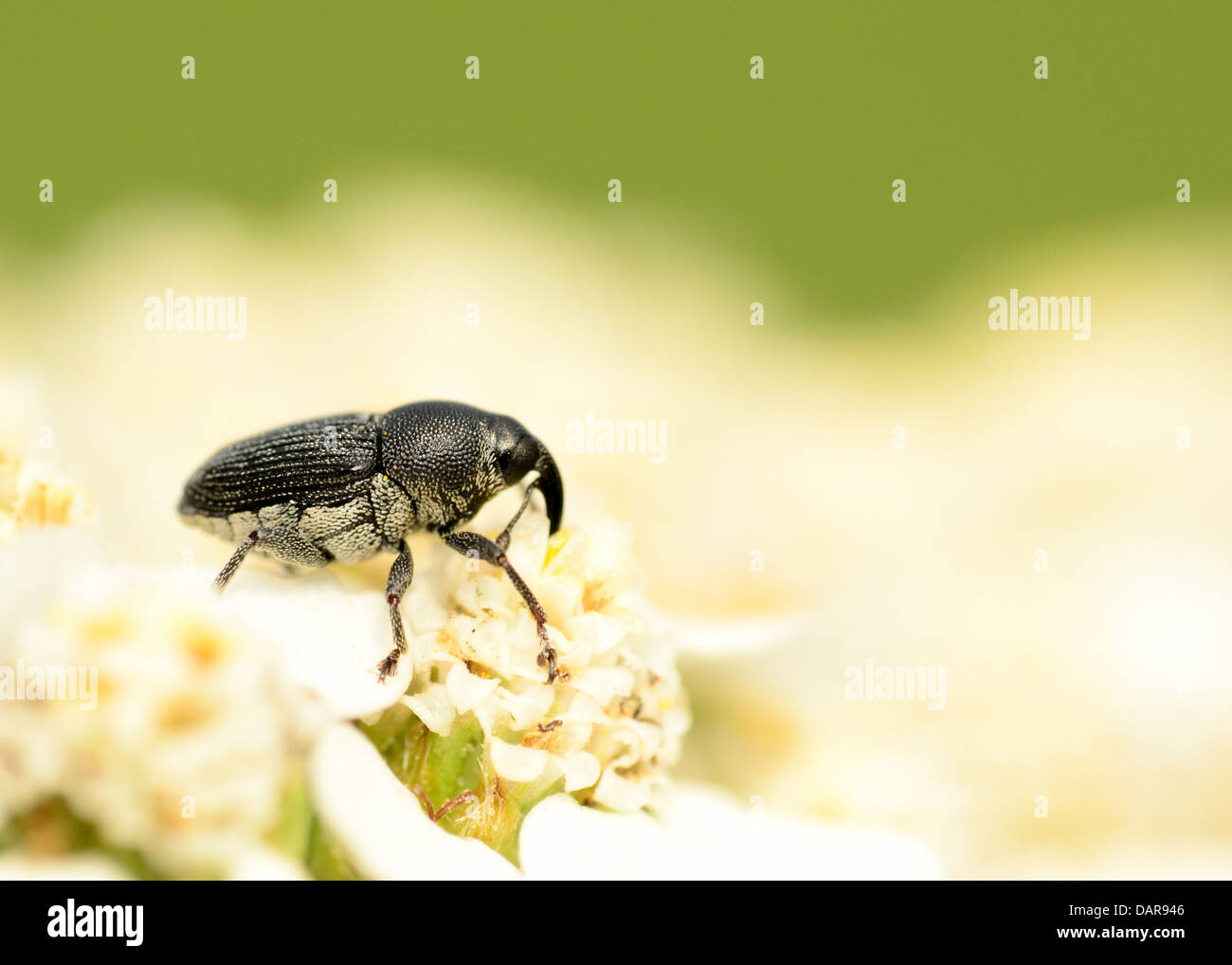 Weevil Eating High Resolution Stock Photography and Images - Alamy